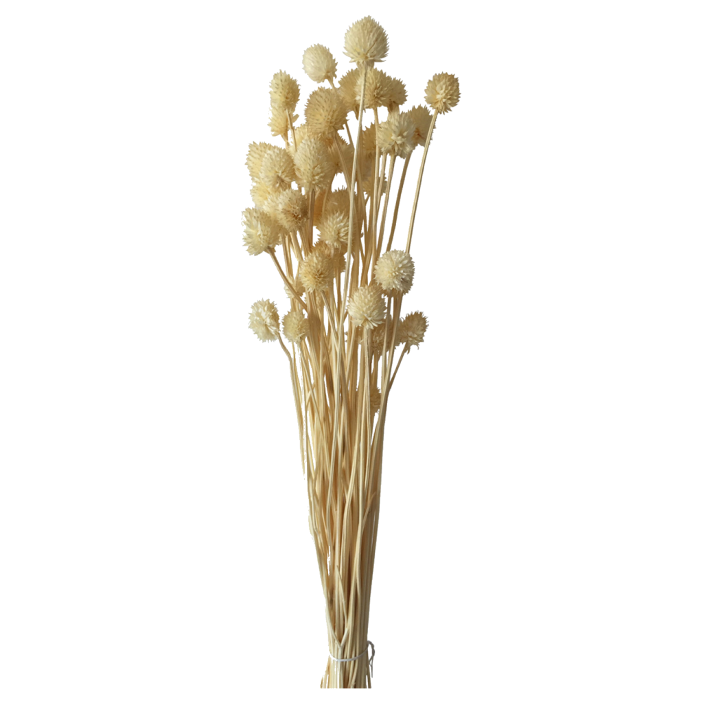 Location de fleurs séchées naturel - Global Végétal®